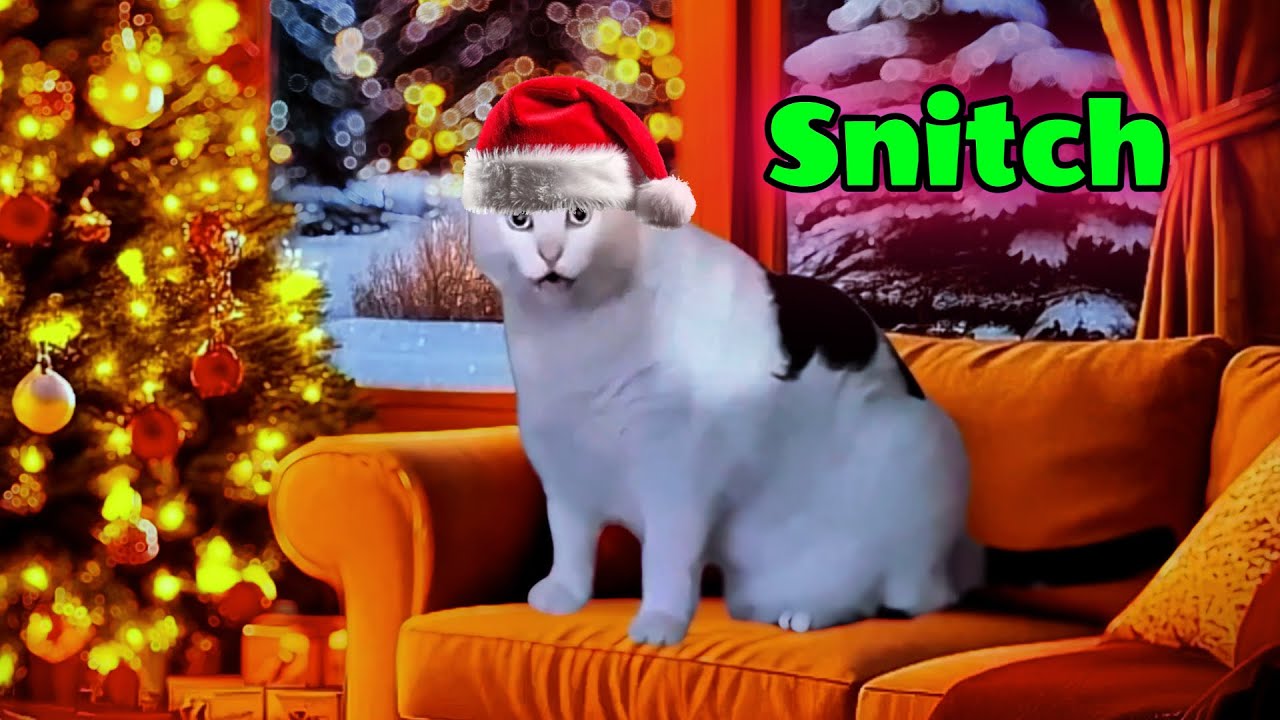 Misfit Cat Calls Police * Funny Cat Meme - YouTube