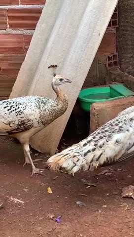 Cruzamento de pavão Verde Java com ombros negros para mutação genética ...