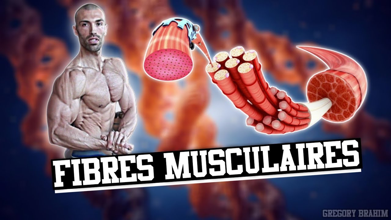 TYPE DE FIBRES MUSCULAIRES ET ENTRAINEMENT - YouTube