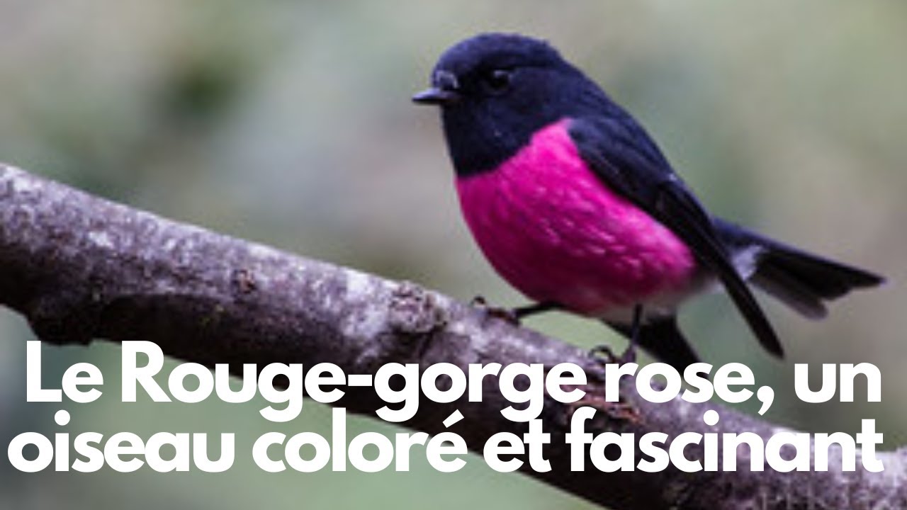 Le Rouge-Gorge Rose, Un Oiseau Coloré Et Fascinant De La Forêt ...