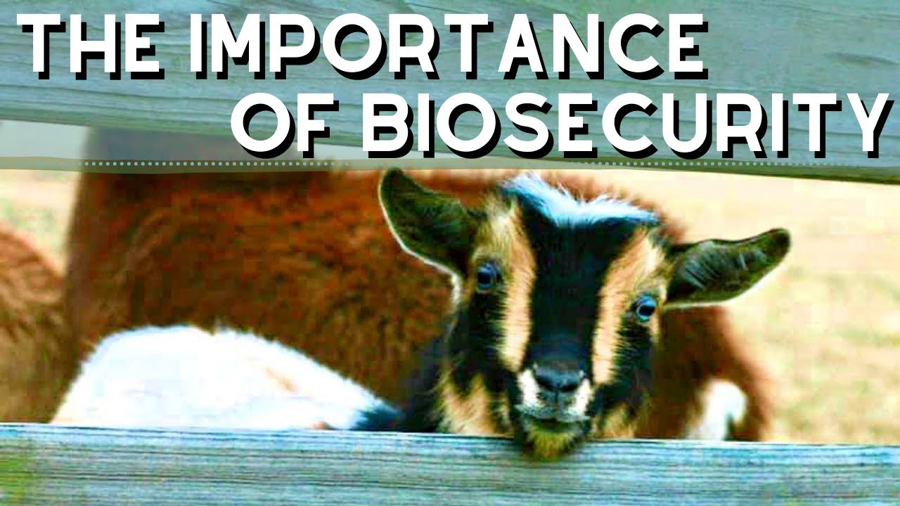 Why You NEED to be Testing Your Goats for CL, CAE, and Johne's Disease ...