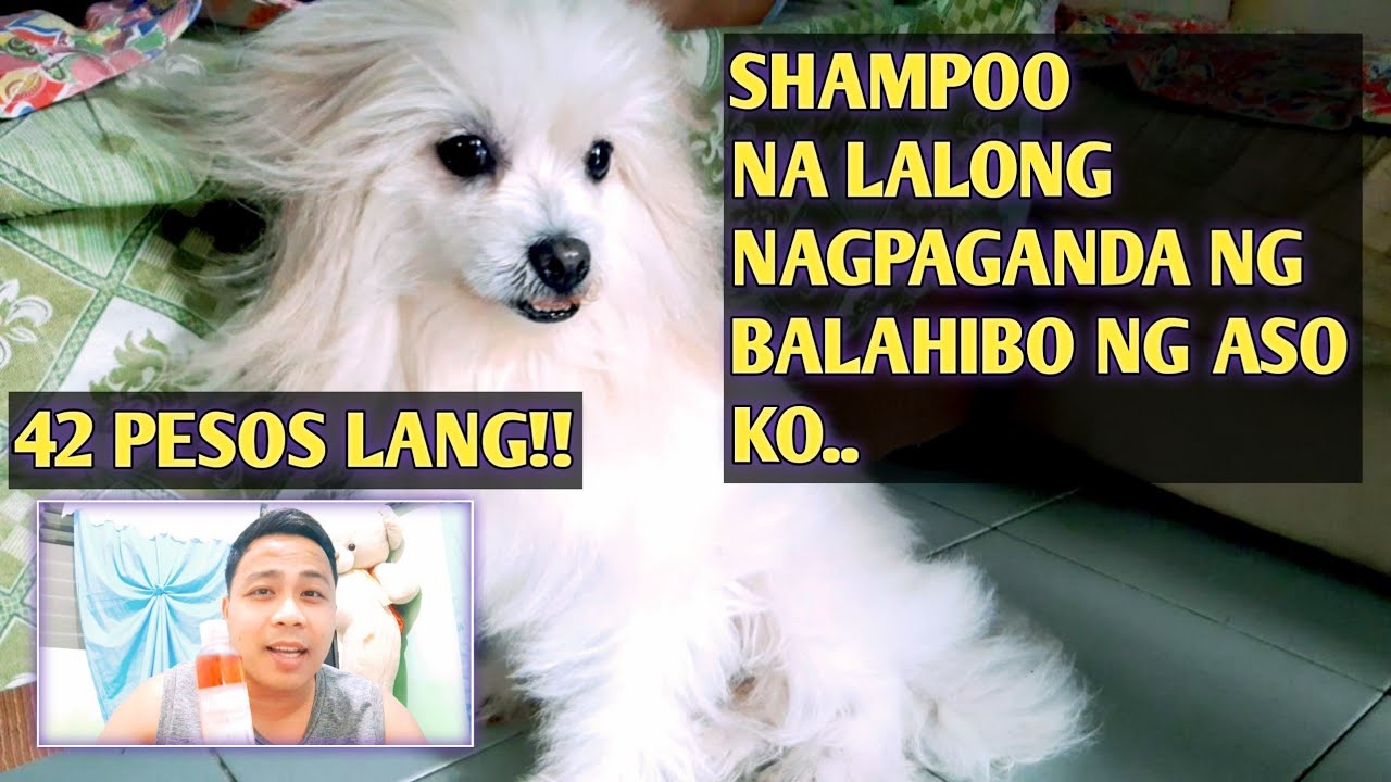 SHAMPOO NG ASO KO 42 PESOS LANG!! - YouTube
