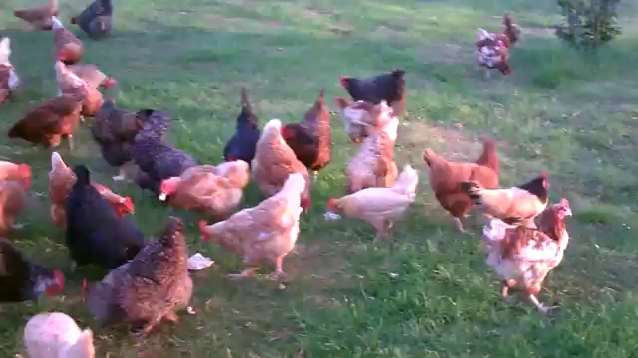 FREE STOCK FOOTAGE - FREE RANGE CHICKENS EX BATTERY CHICKENS 1080P ...