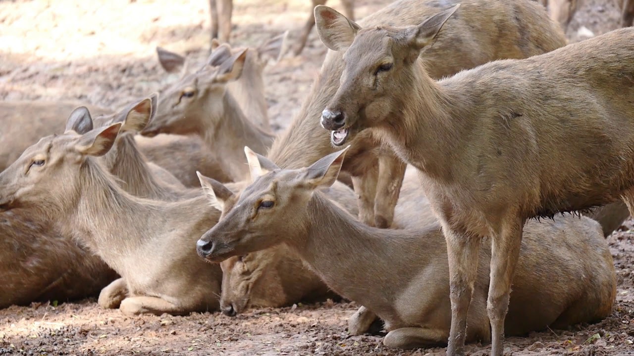 Kanuju animal - YouTube