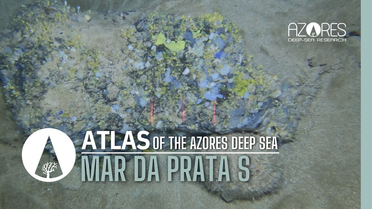 Mar da Prata S seamount | ATLAS of the Azores deep sea - YouTube