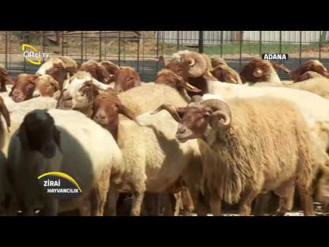 Zirai Hayvancılık-İvesi Koyunu Yetiştiriciliği