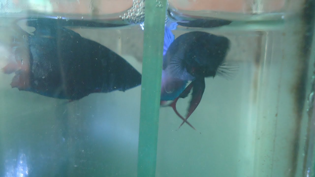 Red Siamese fighter x red wild betta Ep074 - Fish Show #fishfighter # ...