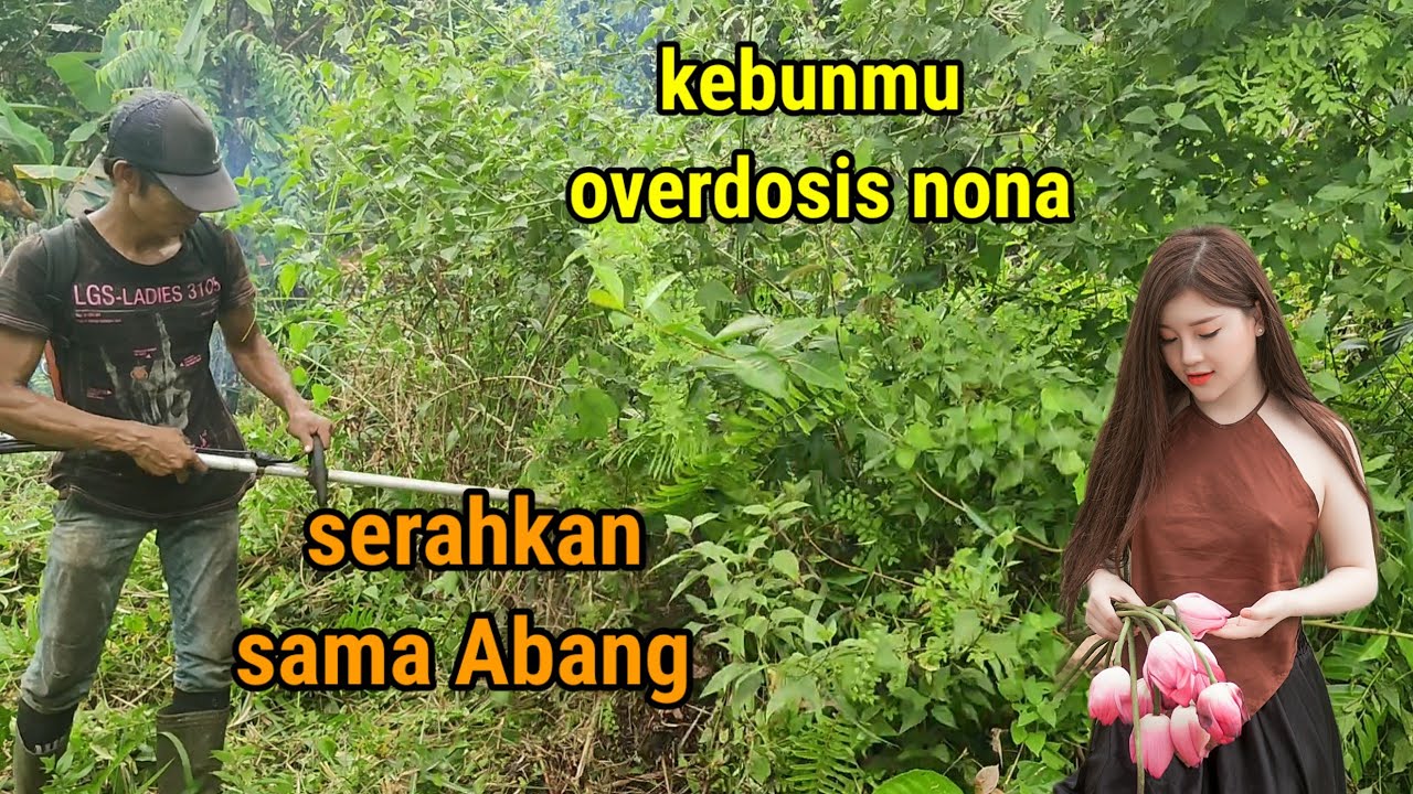 Gila ‼️ rumput wedusan ini sudah terlalu tinggi melebihi pohon nangka ...