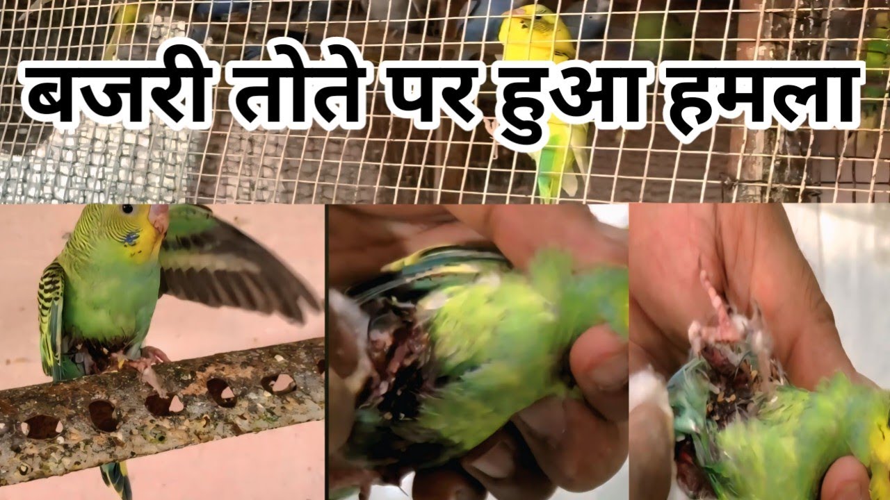 Budgies parrots par attack huaa#indor bird markit - YouTube
