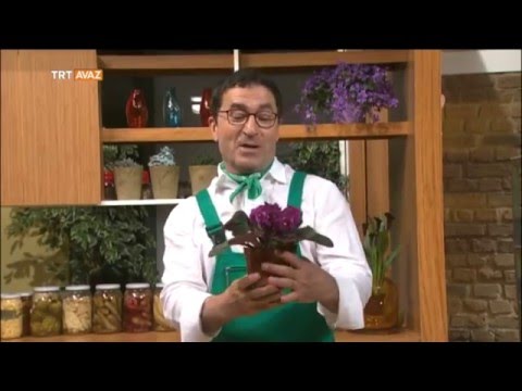 Menekşe Bakımının Püf Noktaları - Erkan Şamcı ile Doğal Yaşam - TRT Avaz