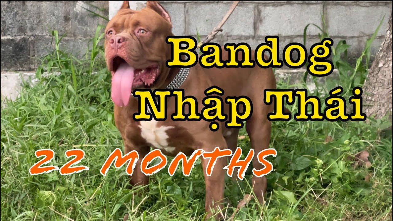 Bán chó Bandog nhập thái tại sài gòn cực đẹp chưa phối lần nào | 0987 ...