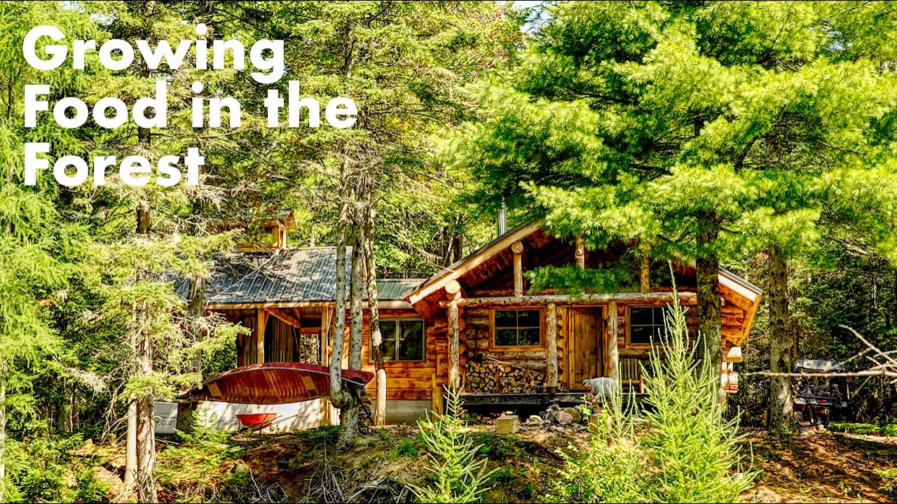 Food Forest Tour, Late August Harvest - YouTube