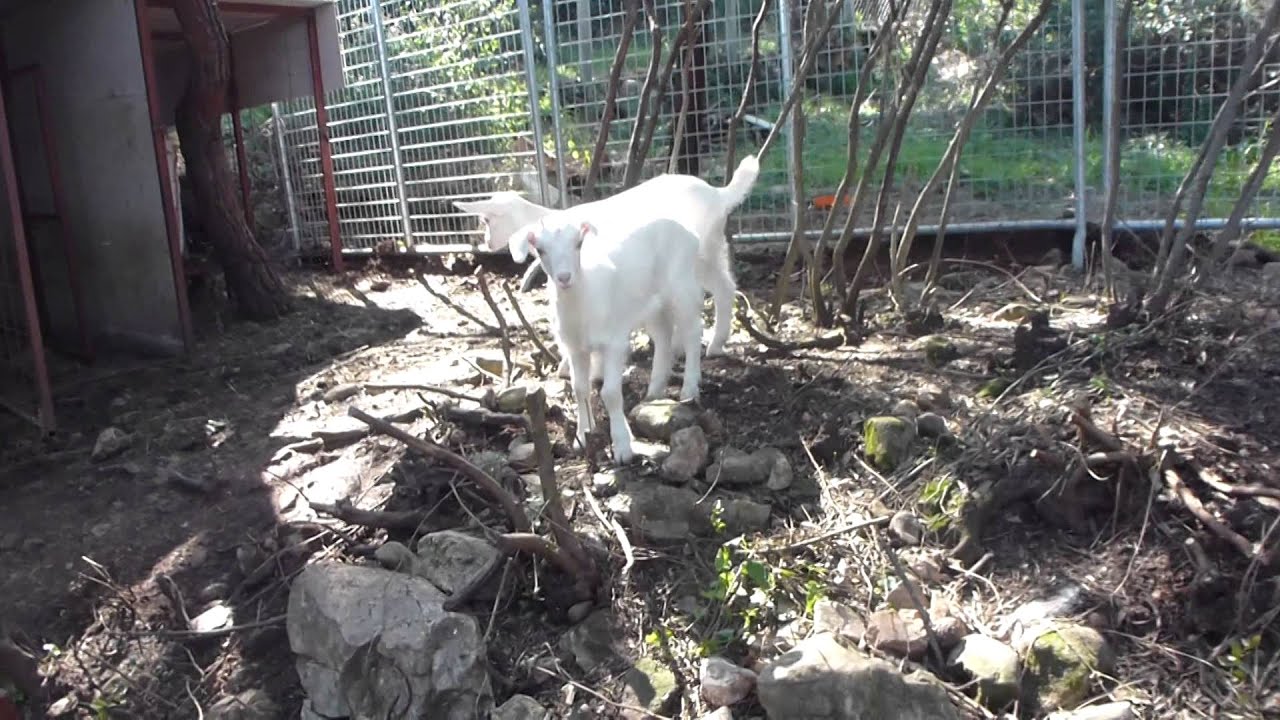 Dikkulak ve Düşükkulak - YouTube