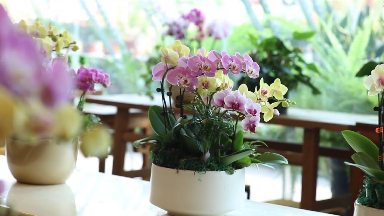 GLOBALink | Taiwanese enjoys developing landscape design business in ...