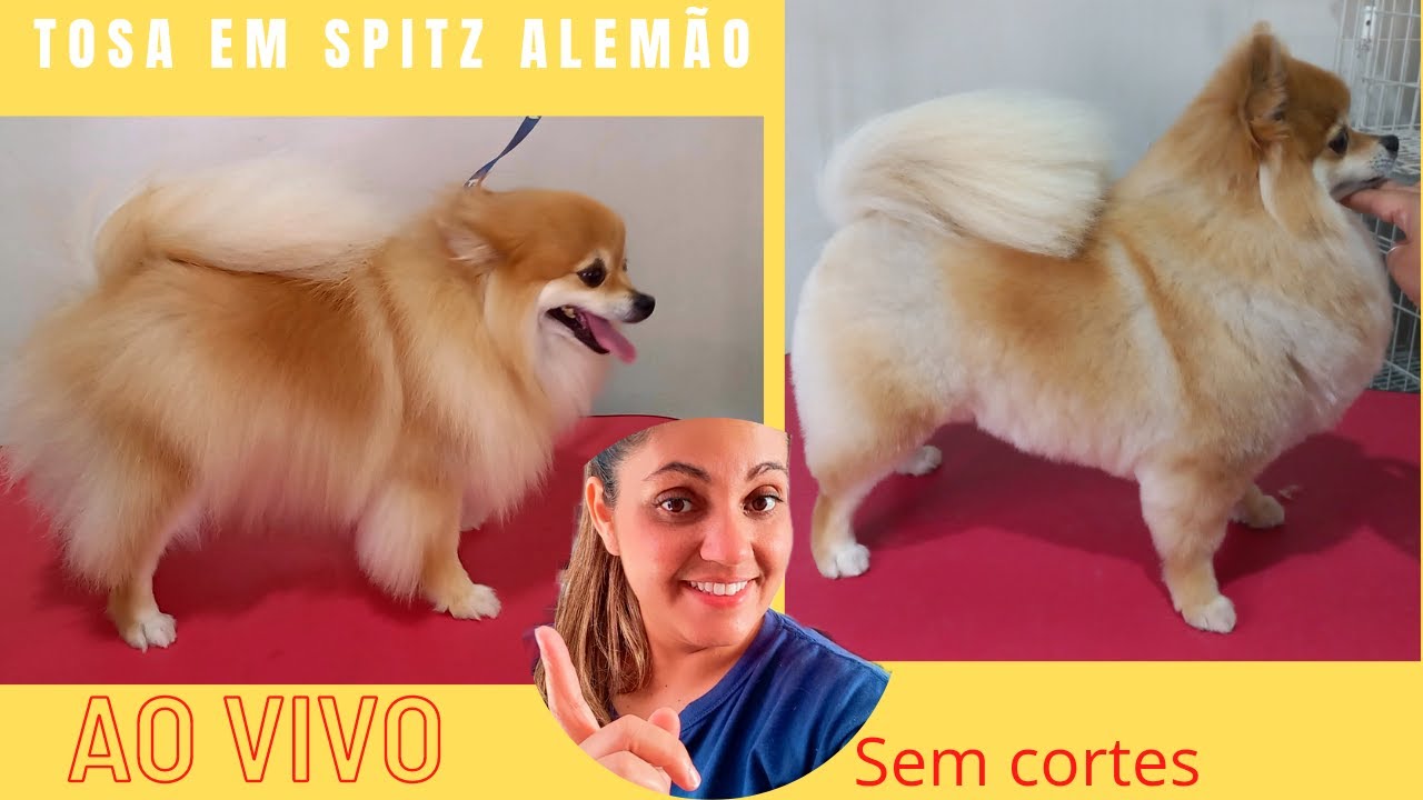 Tosa 100%na tesoura em Spitz Alemão passo a passo sem cortes - YouTube