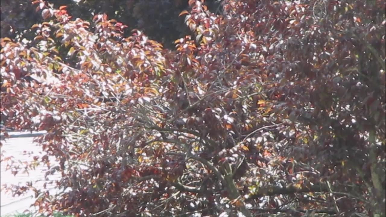 Birds in Plum Tree - YouTube