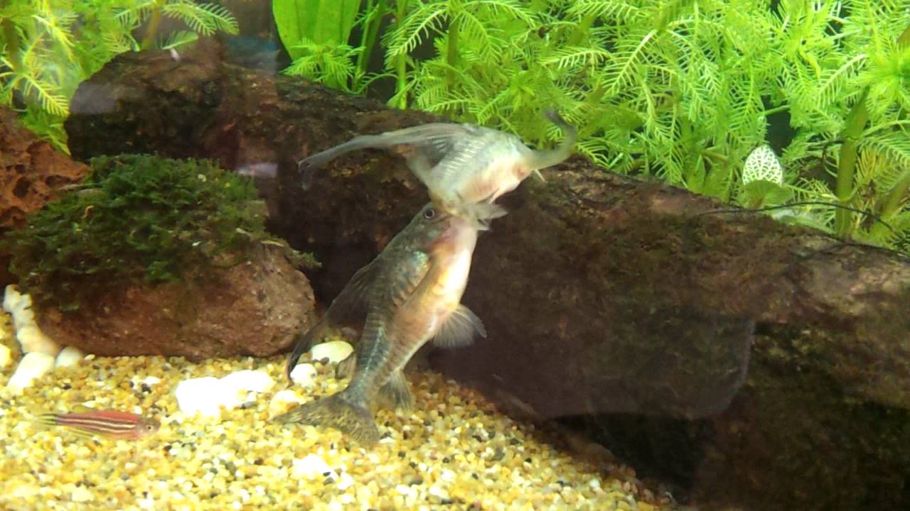 Pez gato fecundacion - YouTube