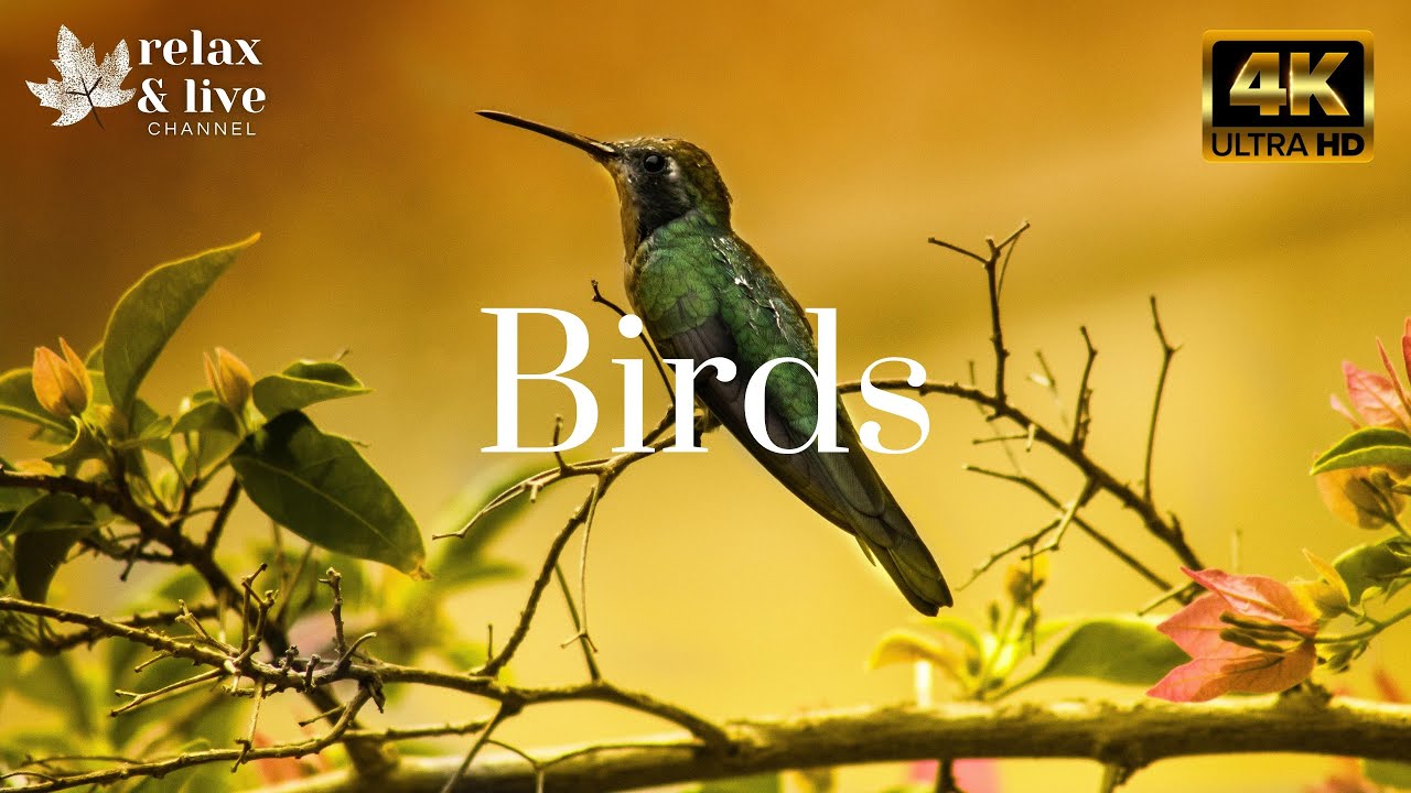 Beautiful Birds in Nature Compilation 4K Video with Piano Music to ...