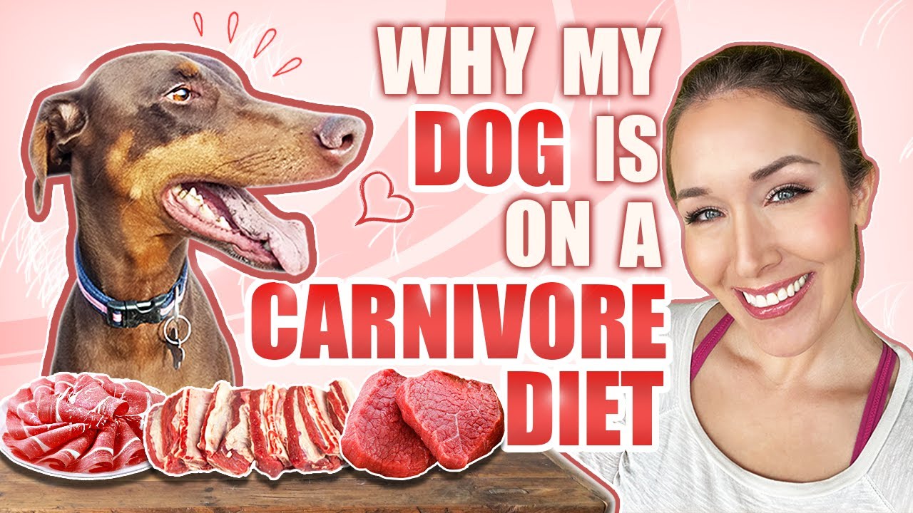 Why my dog is on a carnivore diet. - YouTube