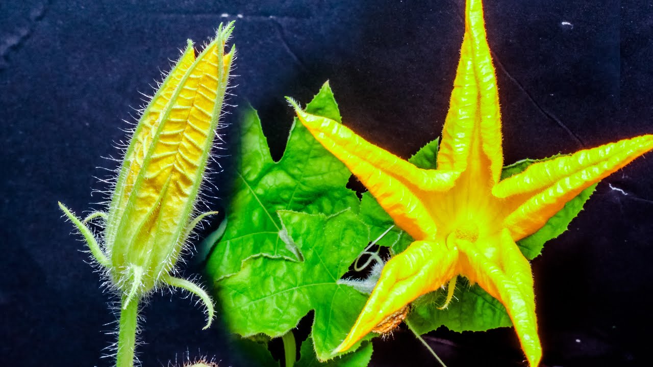 Pumpkin's Flowers Blooming Time Lapse - YouTube