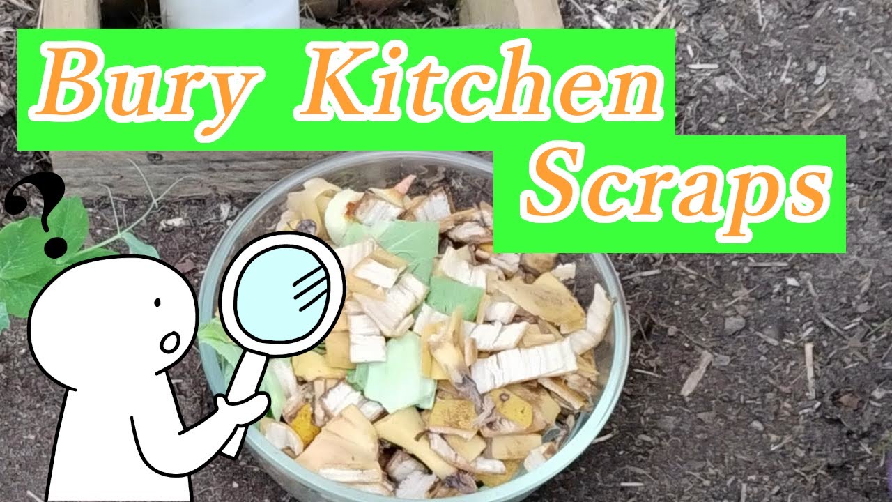 What happens when burying kitchen scraps in a garden? - YouTube