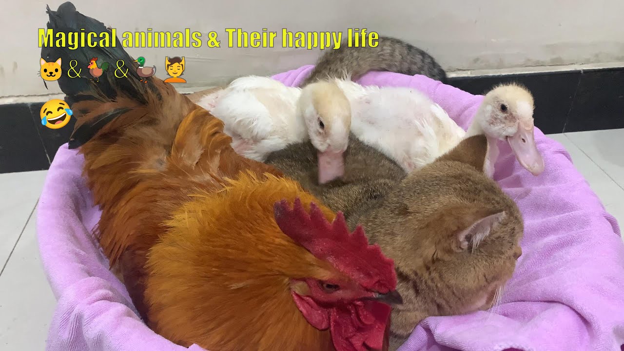 Magical animals😱!The kitten tamed the rooster to sleep with him and let ...