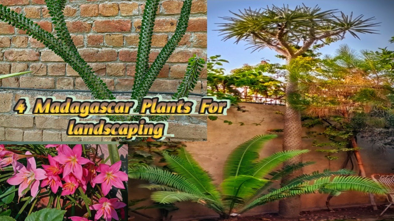 4 Madagascar Plants that must have in your Garden 🏡🏡 - YouTube