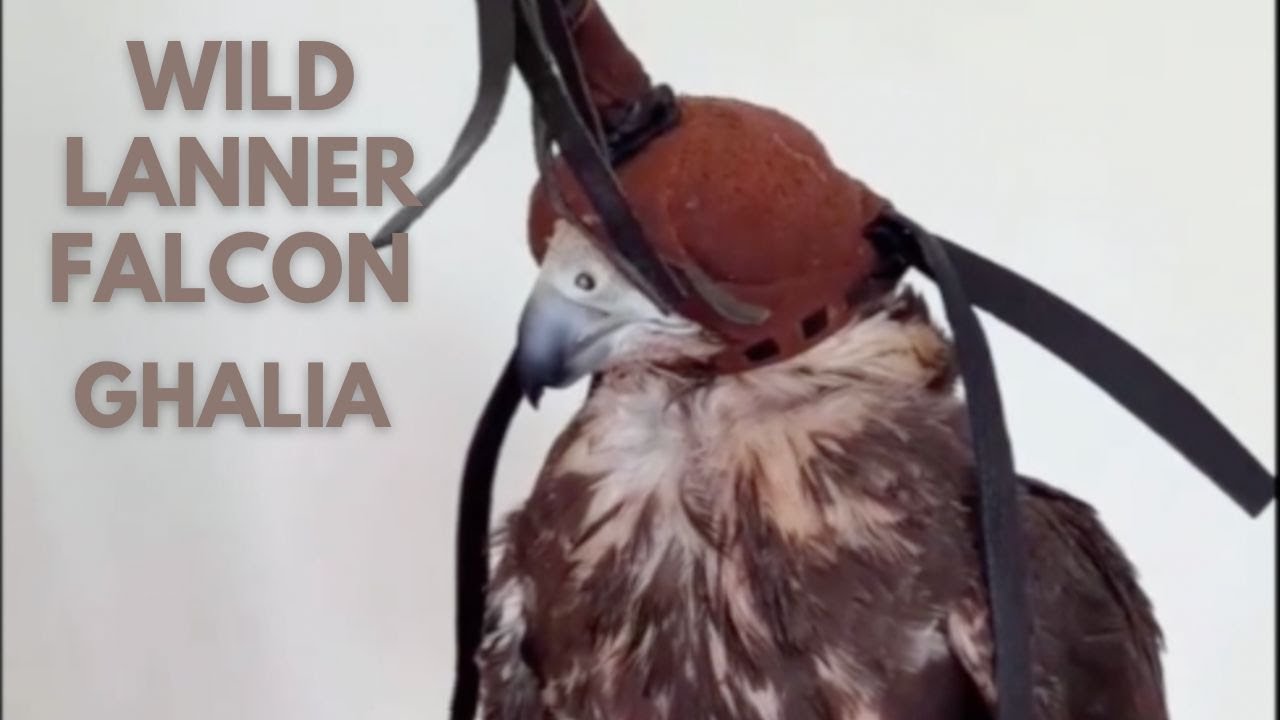 RESCUE WILD LANNER FALCON : GHALIA - YouTube