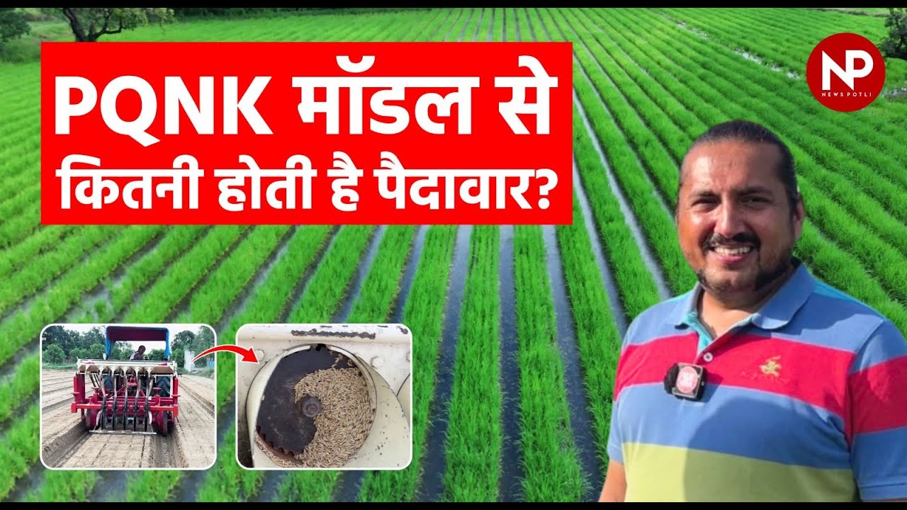 Kheti का PQNK Model में पैदावार कितनी होती है? Harvesting Part-3 || DSR ...