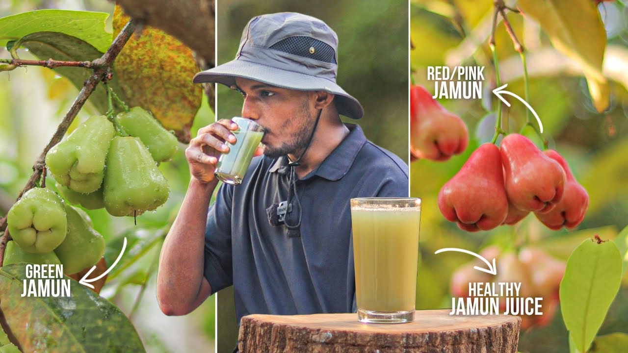 WATER APPLE JUICE | ಆರೋಗ್ಯಕರವಾದಂಥಹ ಜಂಬು ನೇರಳೆ ಜ್ಯೂಸ್ | Healthy Java ...