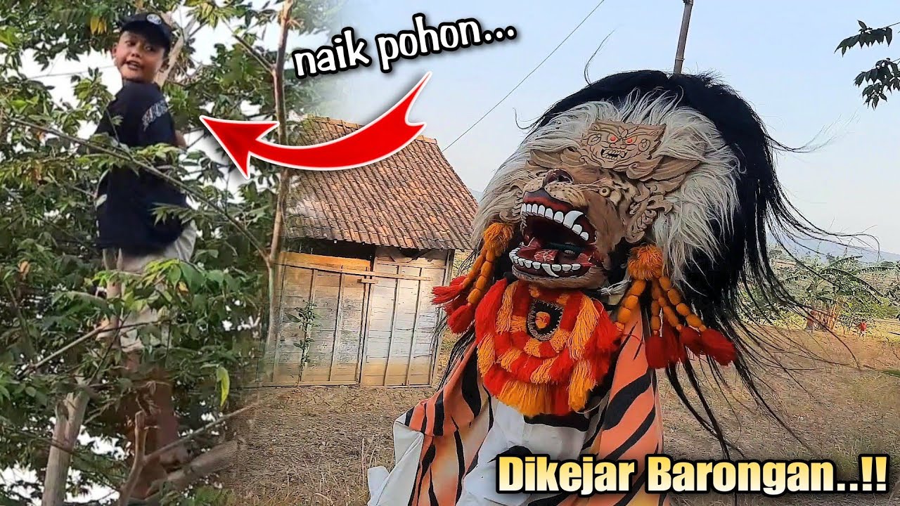 Dikejar barongan sampai naik pohon!! Arak arakan Barongan Blora SINGO ...