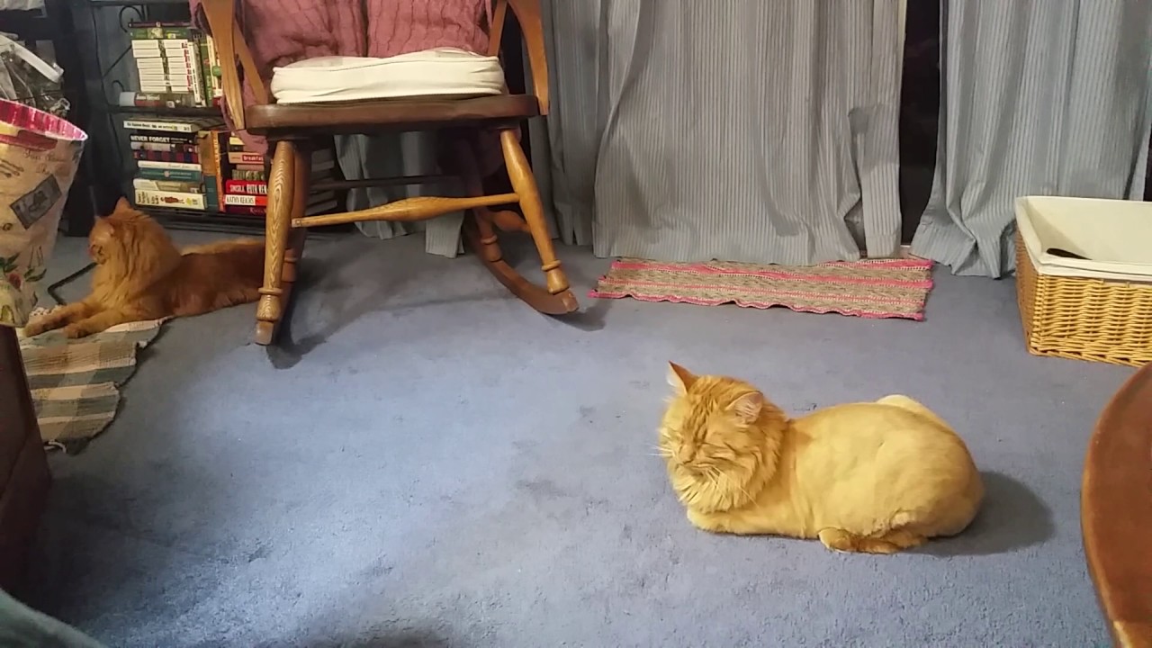 20160802 Lewis cats and bugs - YouTube