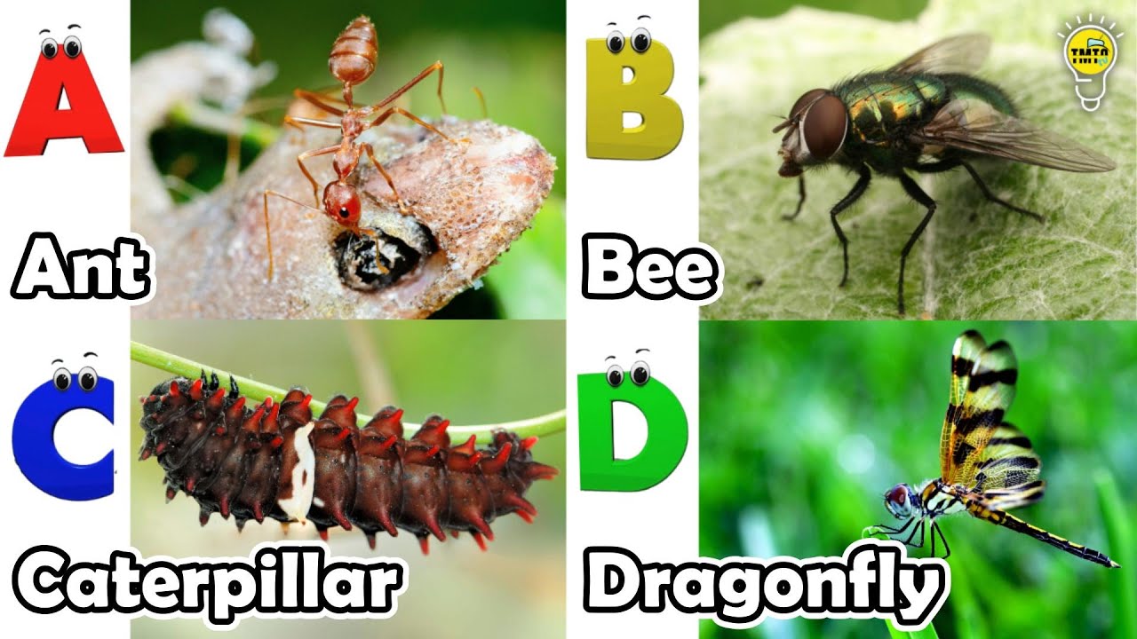Abc Insect Song | A to Z Insects Song | Insects Alphabet song | Phonics ...