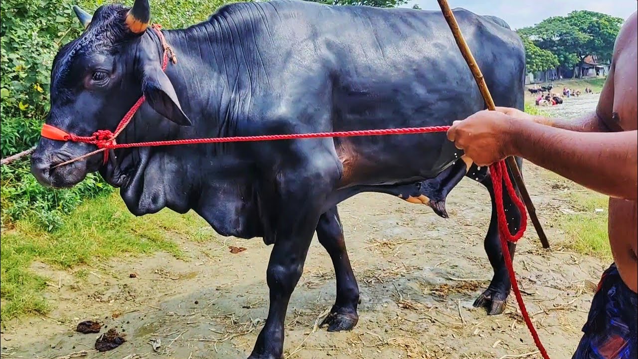 Big cow in the Bangladesh 2022 । Big cow 2022 । Big bull 2022 । cow ...