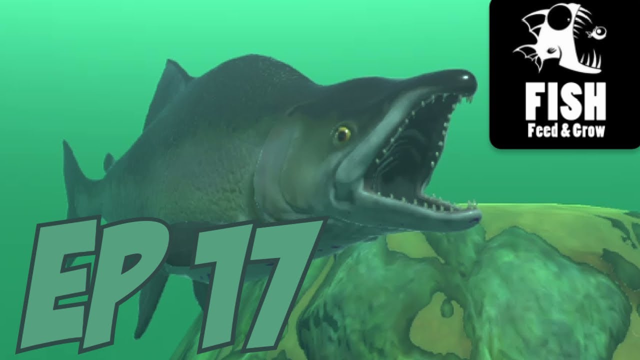 Ikan salmon | Feed and grow: fish - YouTube