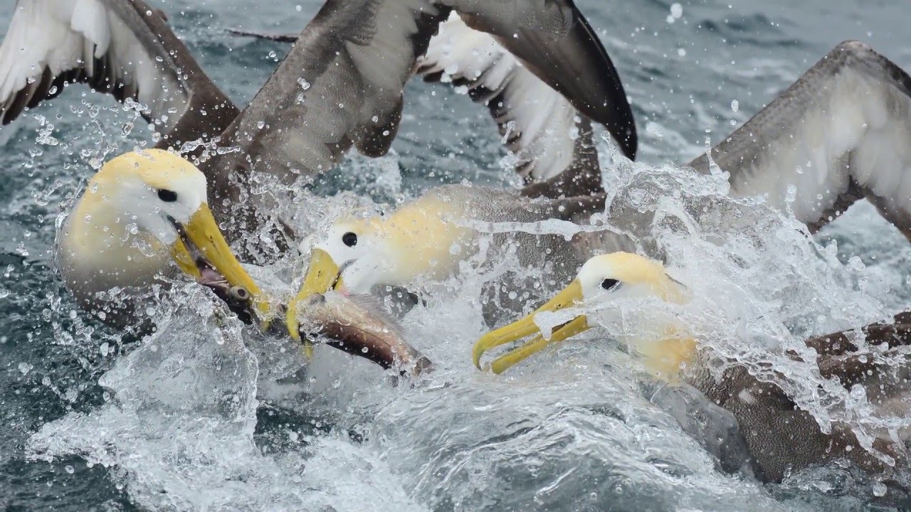 Saving Albatrosses – How to Reduce Seabird Bycatch - Español - YouTube