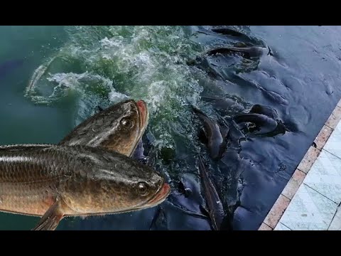 Gojar mach# Channa marulius# Shrine of Shahajalal (R.)# শাহ্জালাল ...