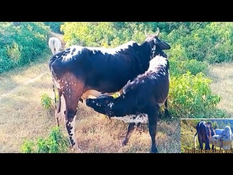 Bull Breeding Cow Milk | Big Bull Drinking Milk | Cow Milking Cow Video, Bull feeding cow milk 