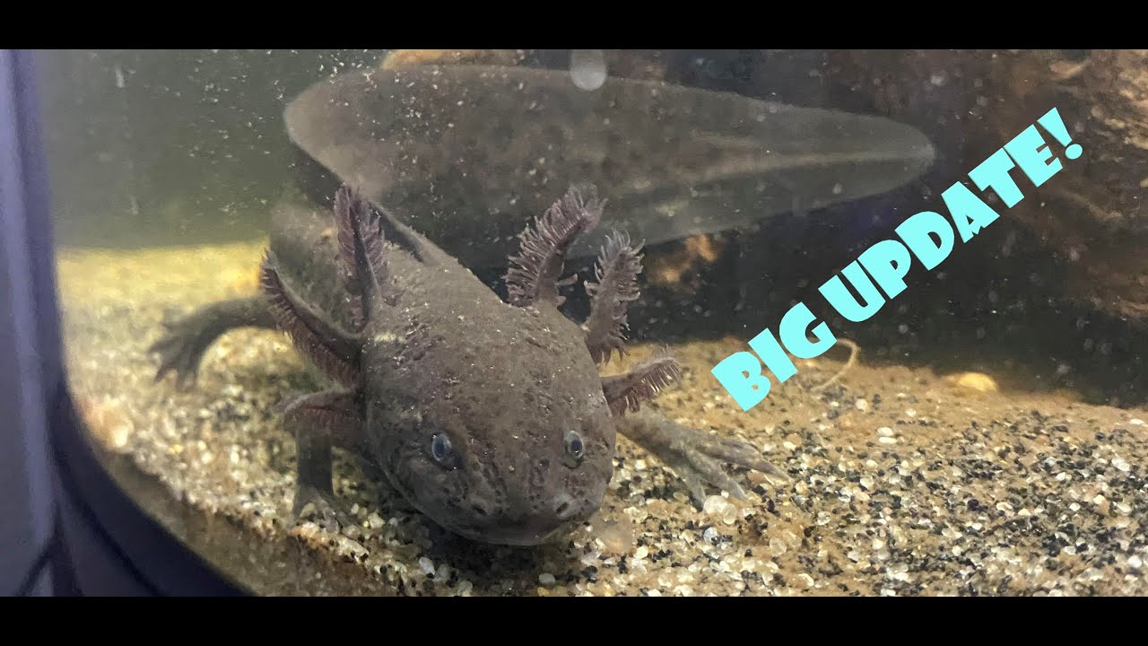 Fish room in a CRAWLSPACE?! Full tour and update, breeding projects ...