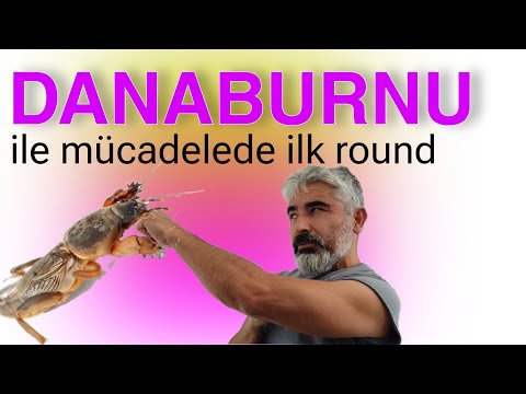 Danaburnuna karşı 4 etkili yöntem (tek roundda nakavt ettik)