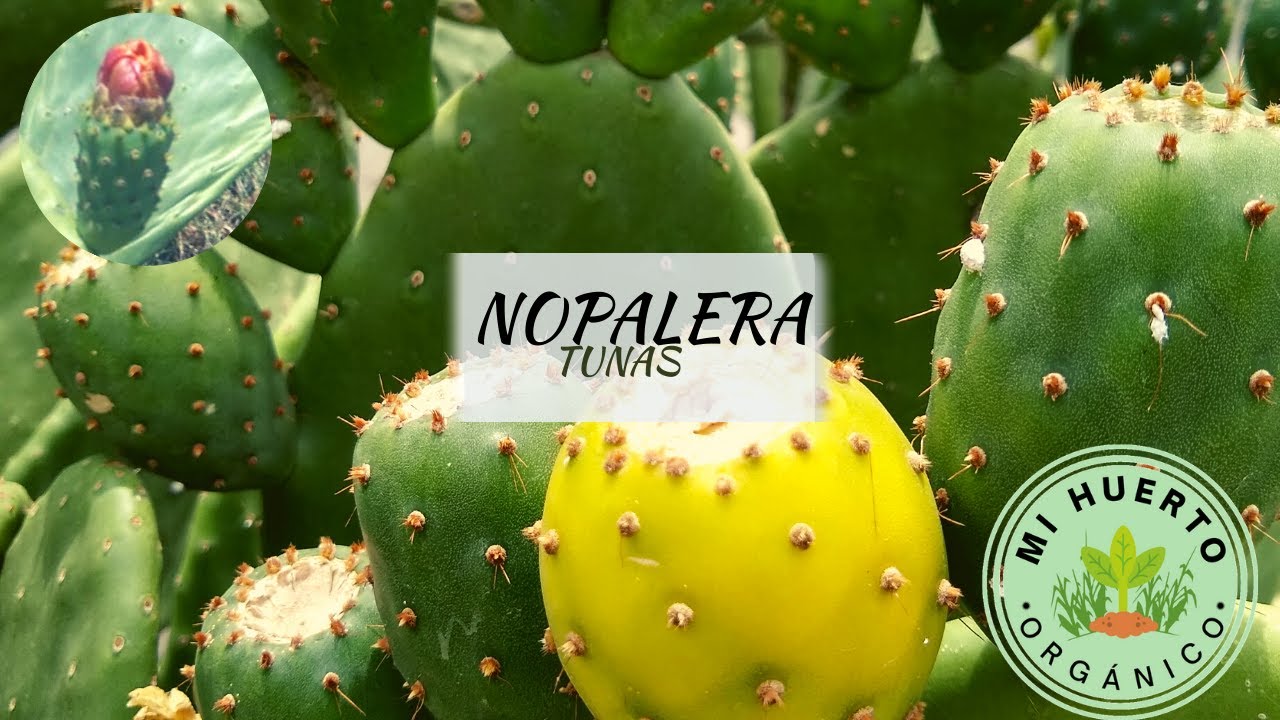 #NOPAL y #TUNAS | NOPALERA | Mi huerto orgánico - YouTube
