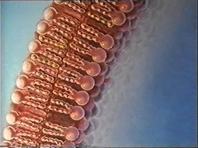Electron Microscope Images Of Cell Membrane