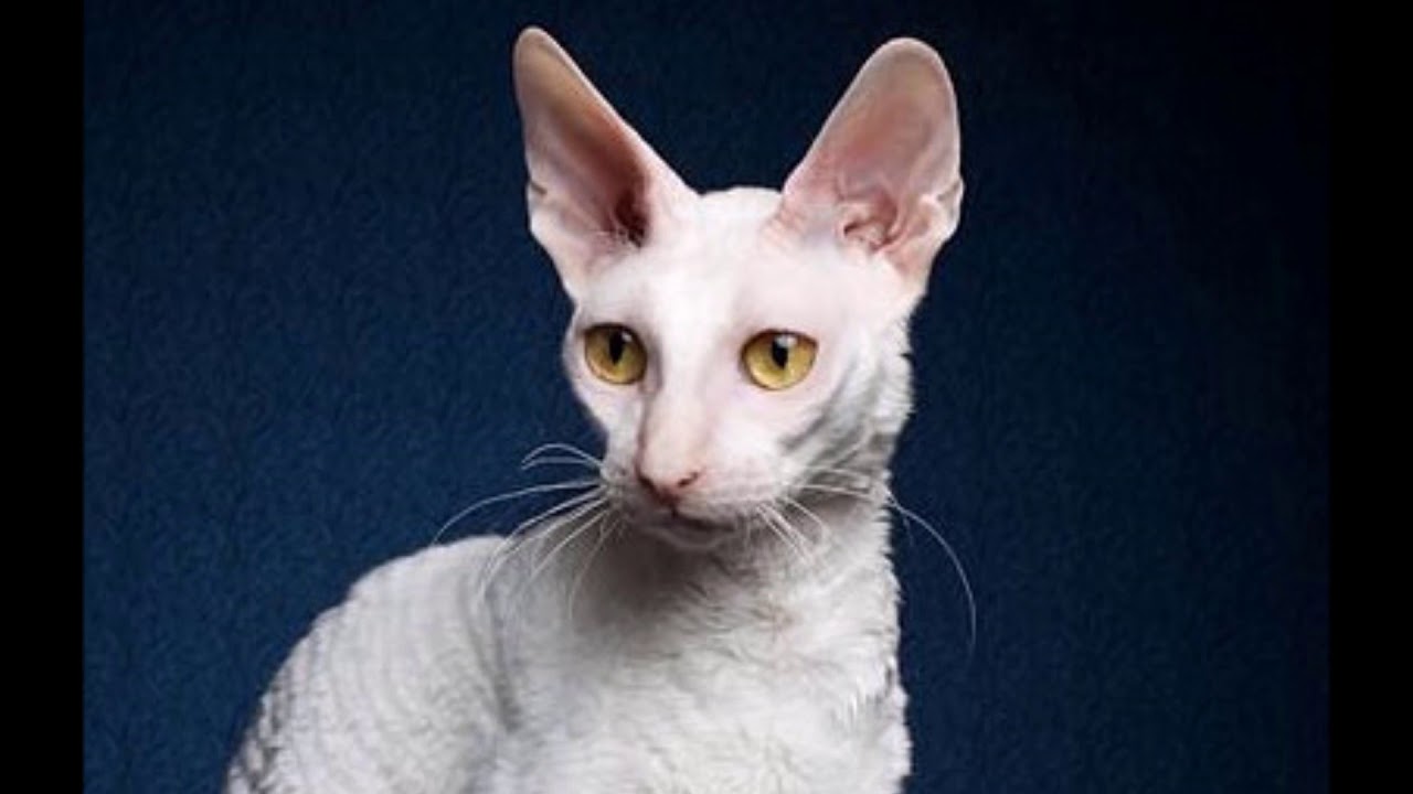 Cornish rex - YouTube