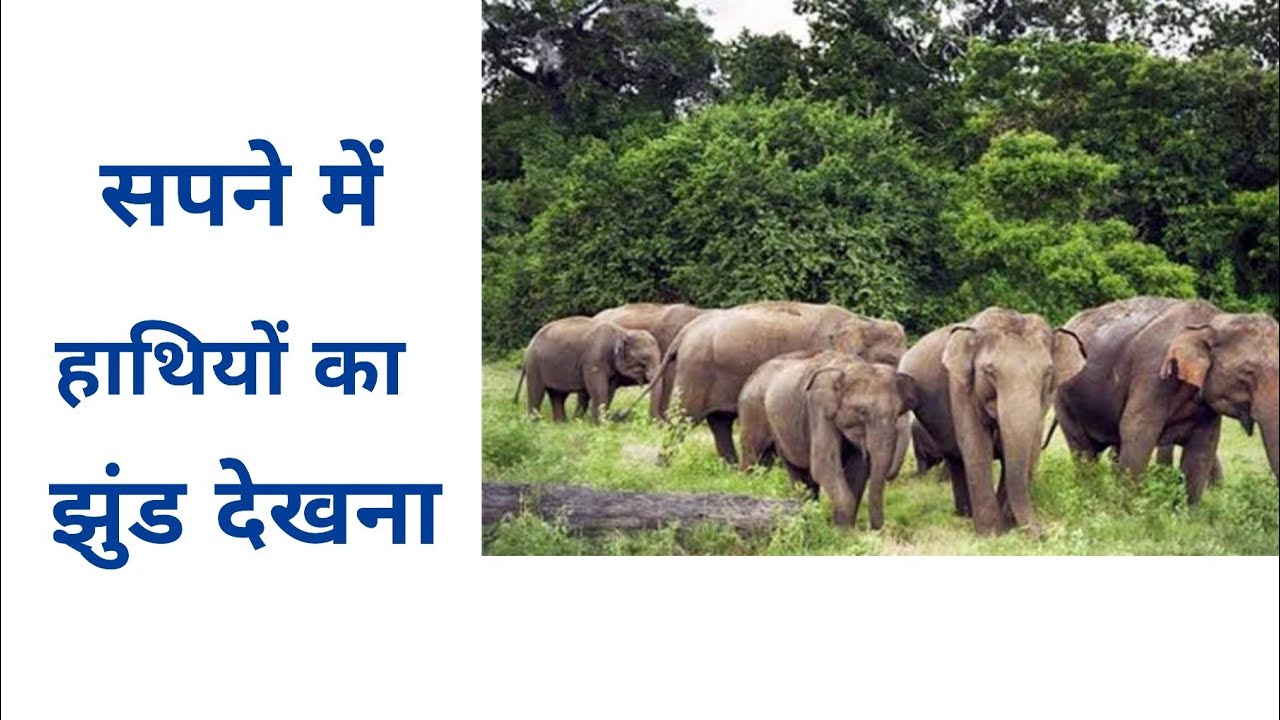सपने में हाथियों का झुंड देखना | Sapne mein hathiyon ka jhund dekhna ...