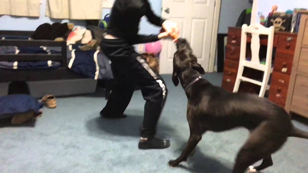 Is this dog on steroids? - YouTube