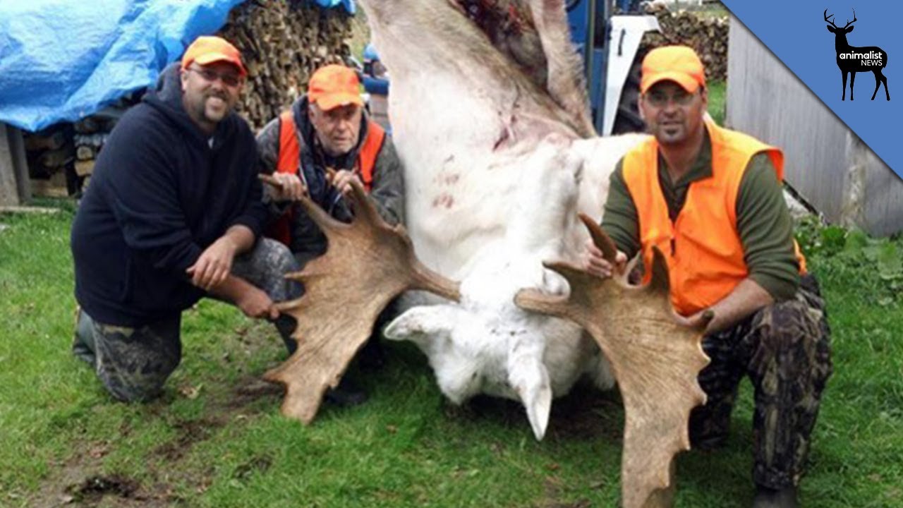 Hunters Kill Sacred White Moose - Natives Outraged! - YouTube