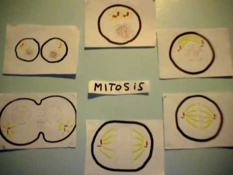 Mitosis song! - YouTube