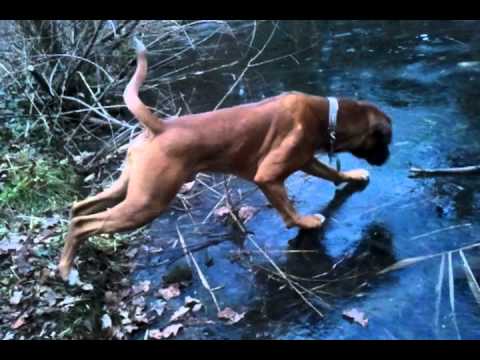 Eddie the boxer dog on ice - YouTube