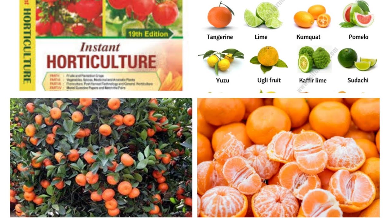 citrus group, Cultivation of mandarin - YouTube