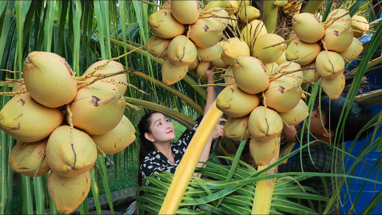 It's called Fire Coconut in my village | Pick Coconut for Drinking and ...